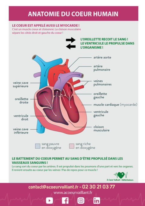 Anatomie du coeur humain