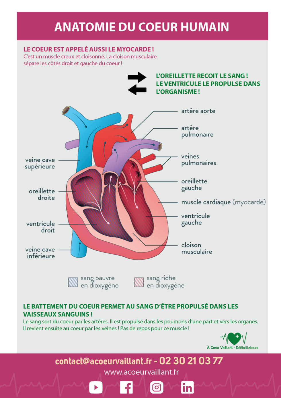 Anatomie du coeur humain